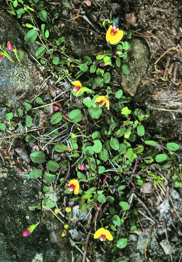 Bossiaea prostrata