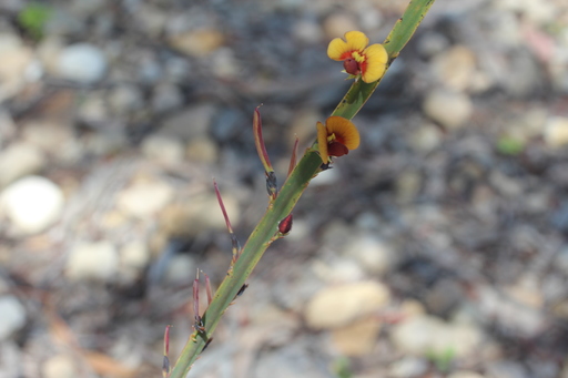 Bossiaea scolopendria