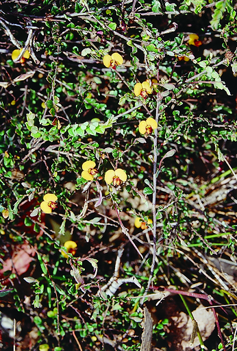 Bossiaea buxifolia