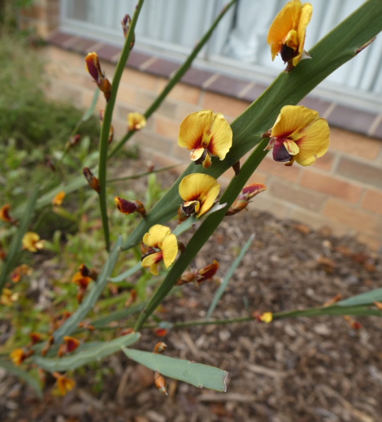 Bossiaea grayi