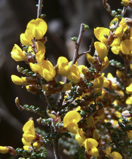 Bossiaea foliosa