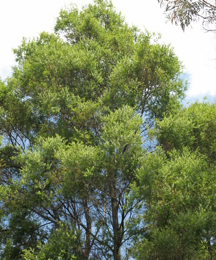Melaleuca bracteata