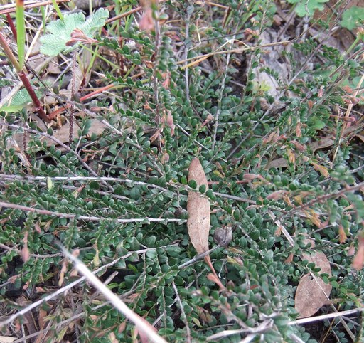 Bossiaea buxifolia