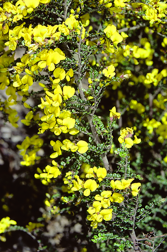 Bossiaea foliosa [LOCAL SUBALPINE]