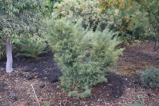 Melaleuca micromera