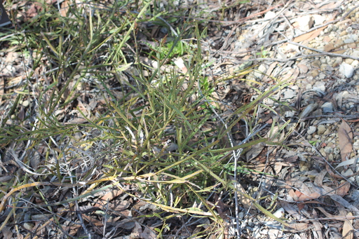 Bossiaea scolopendria